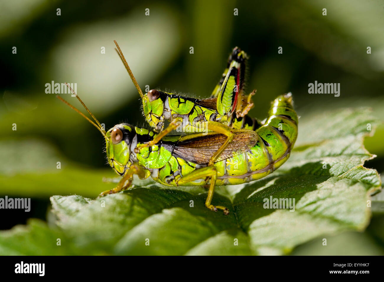 Green Mountain Grasshopper, Alpine mountain locust (Miramella alpina ...