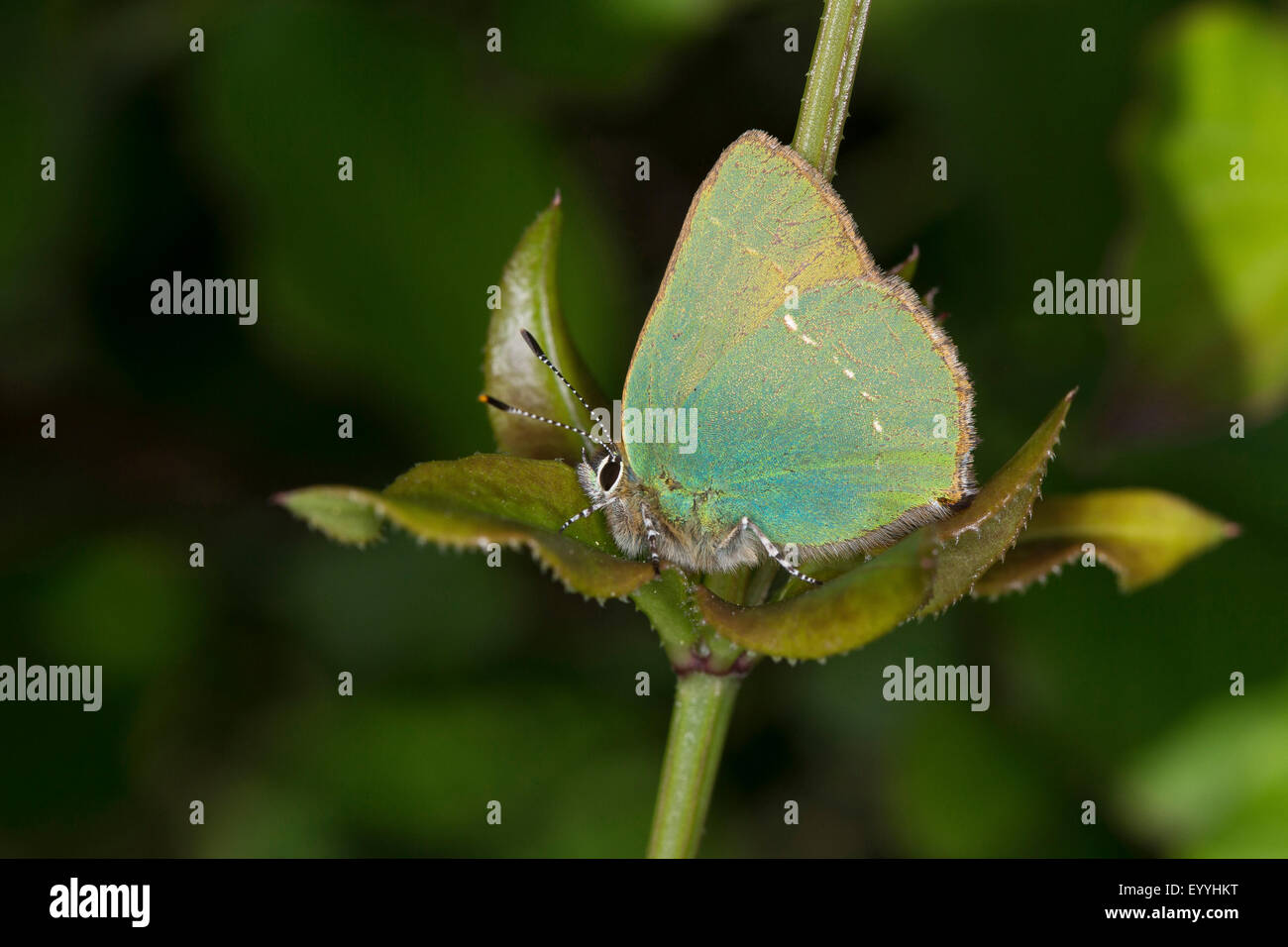 Folded leaf hi-res stock photography and images - Alamy