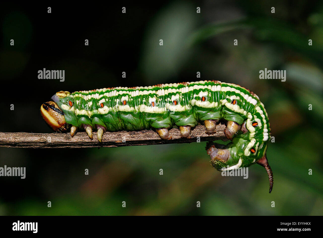 pine hawkmoth (Hyloicus pinastri, Sphinx pinastri), caterpillar of a ...