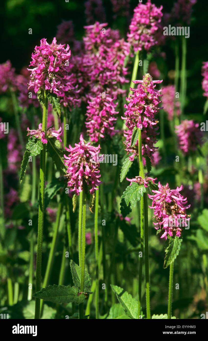 betony, wood betony (Betonica officinalis, Stachys officinalis ...