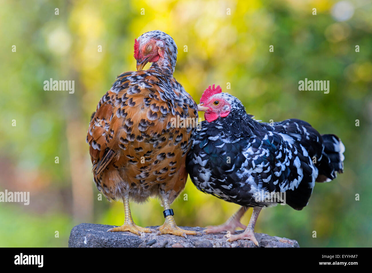 bantam (Gallus gallus f. domestica), two bantams at feathers care ...