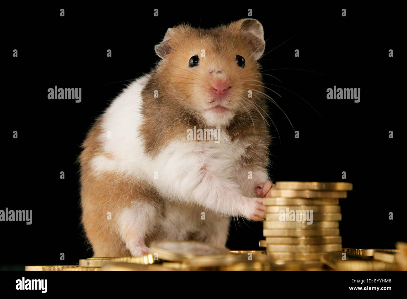 Animal Hoarding High Resolution Stock Photography and Images - Alamy
