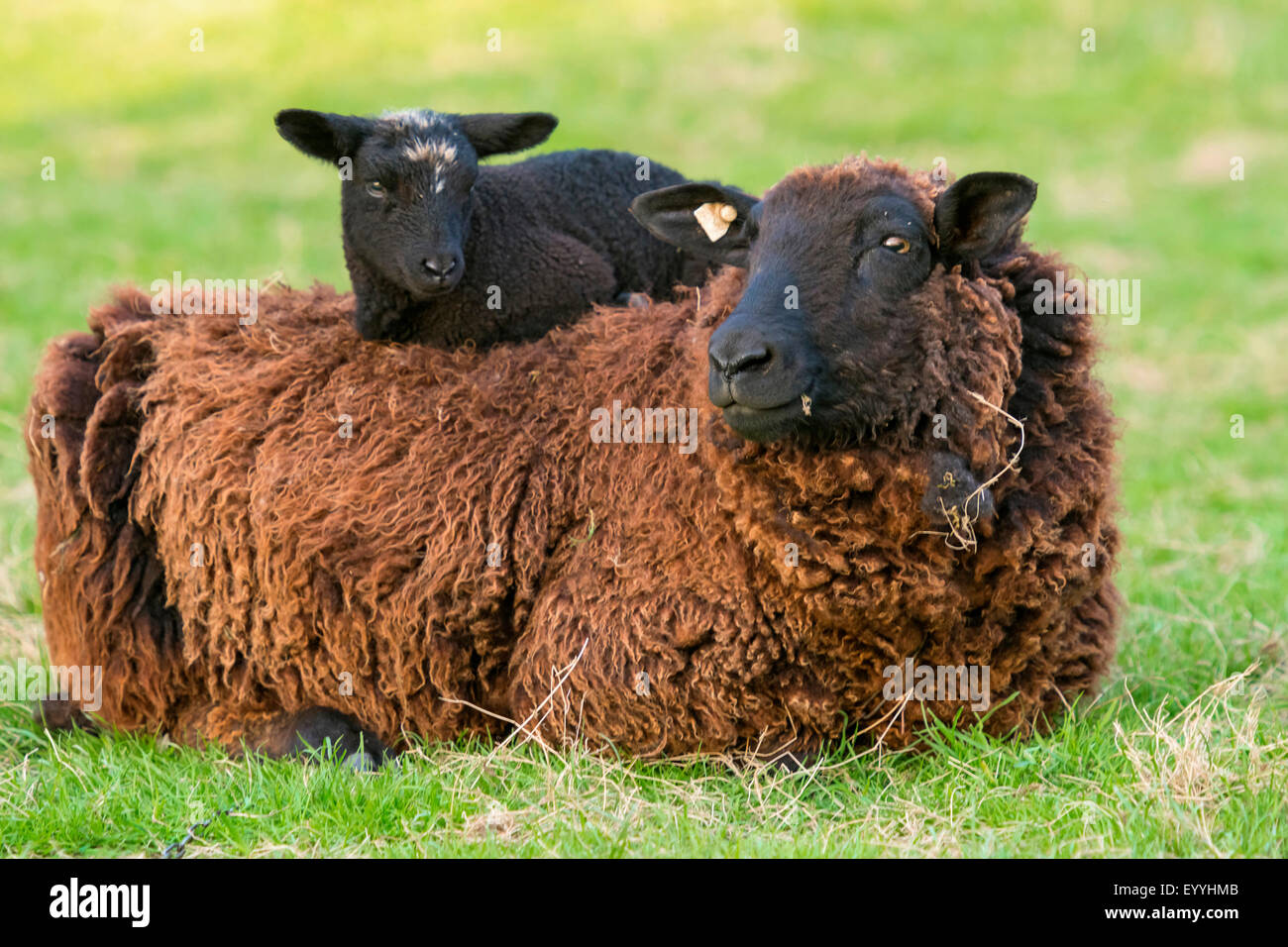 domestic sheep (Ovis ammon f. aries), lamb resting on the back of its ...