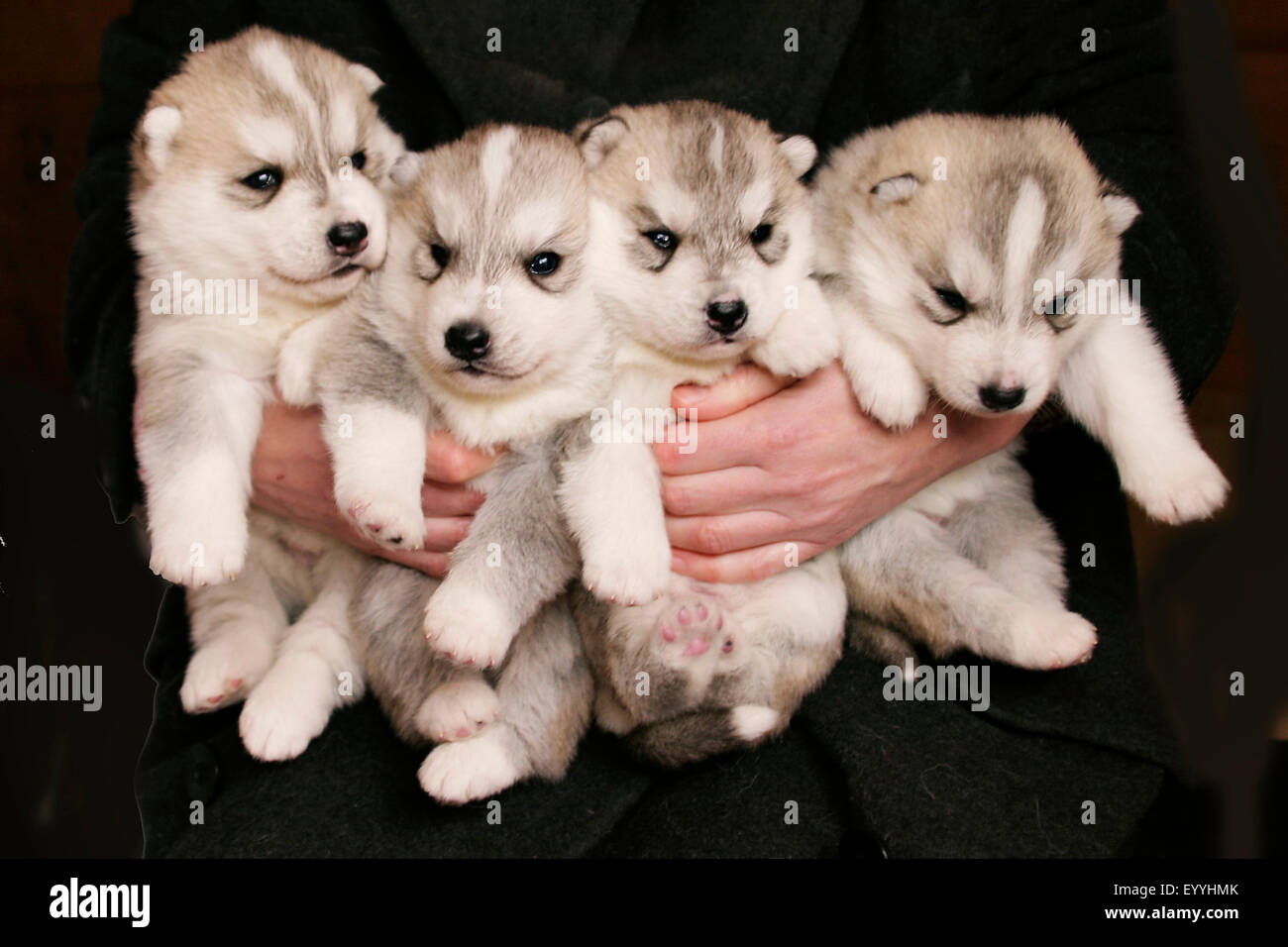 four Husky puppies Stock Photo - Alamy
