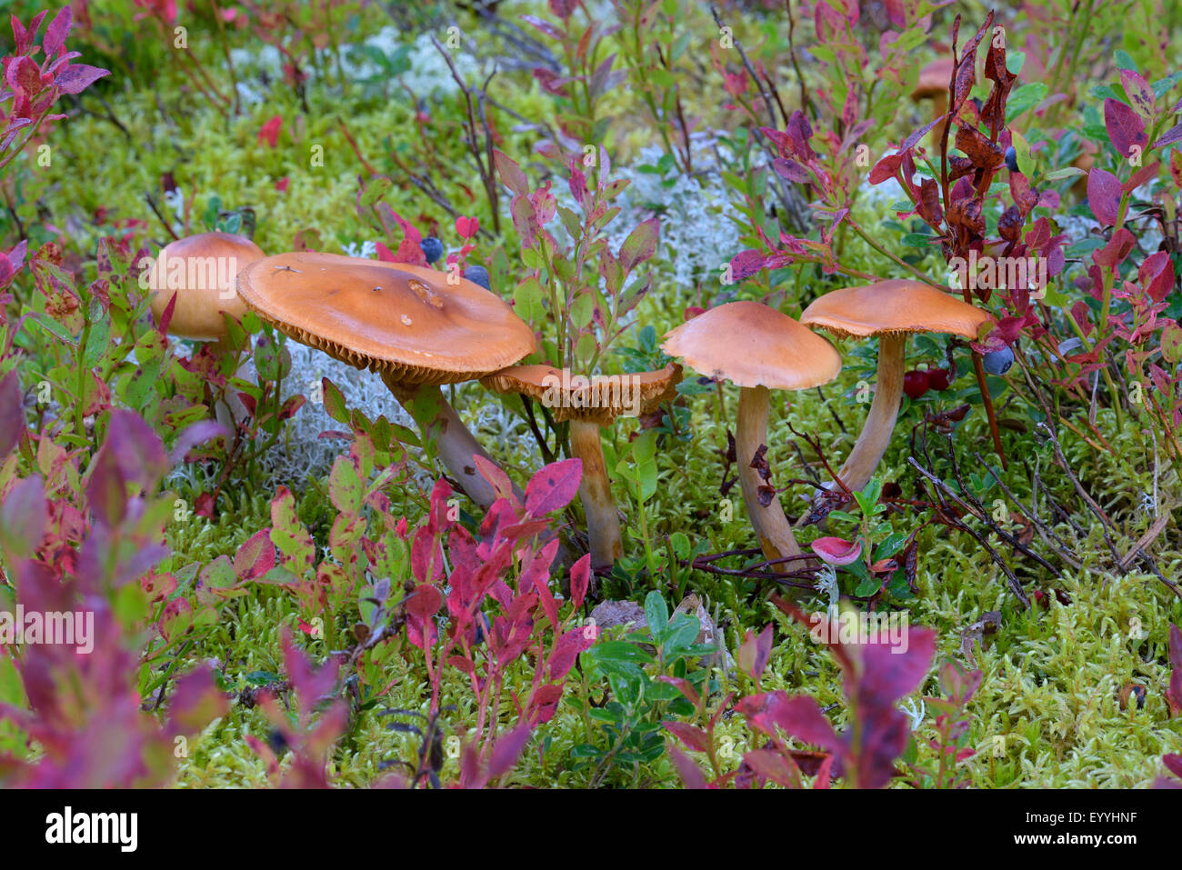 brick tuft (Hypholoma lateritium, Hypholoma sublateritium), group ...