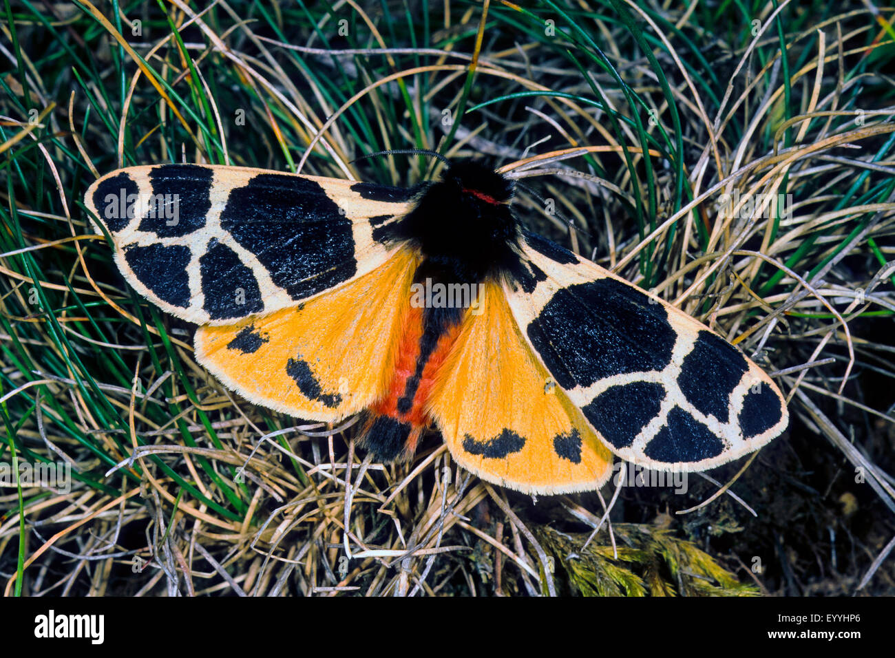 tiger moth (Arctia flavia), on withered grass, Germany Stock Photo - Alamy