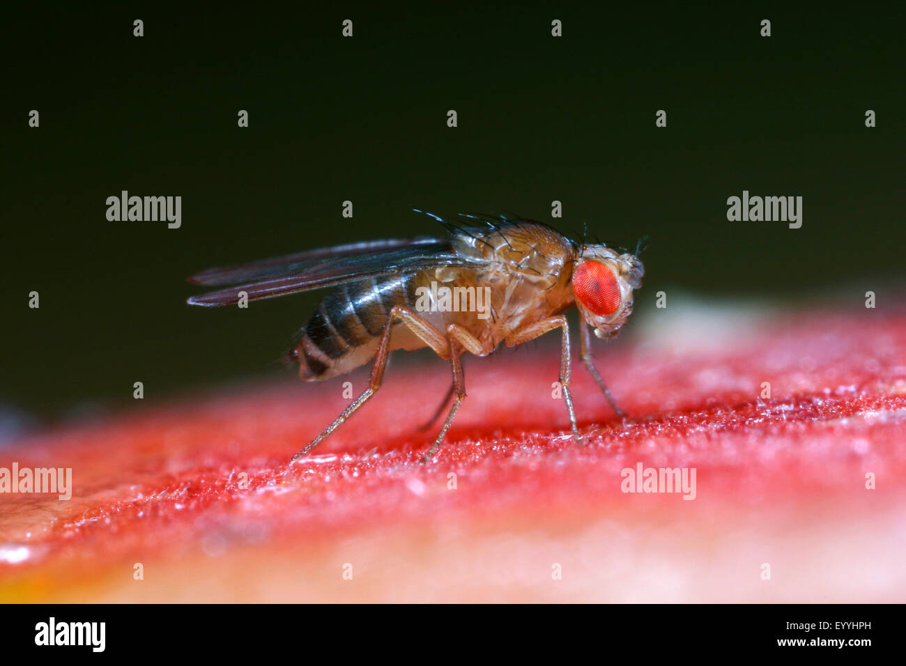 Compound Eye Of Fruit Fly High Resolution Stock Photography and Images ...