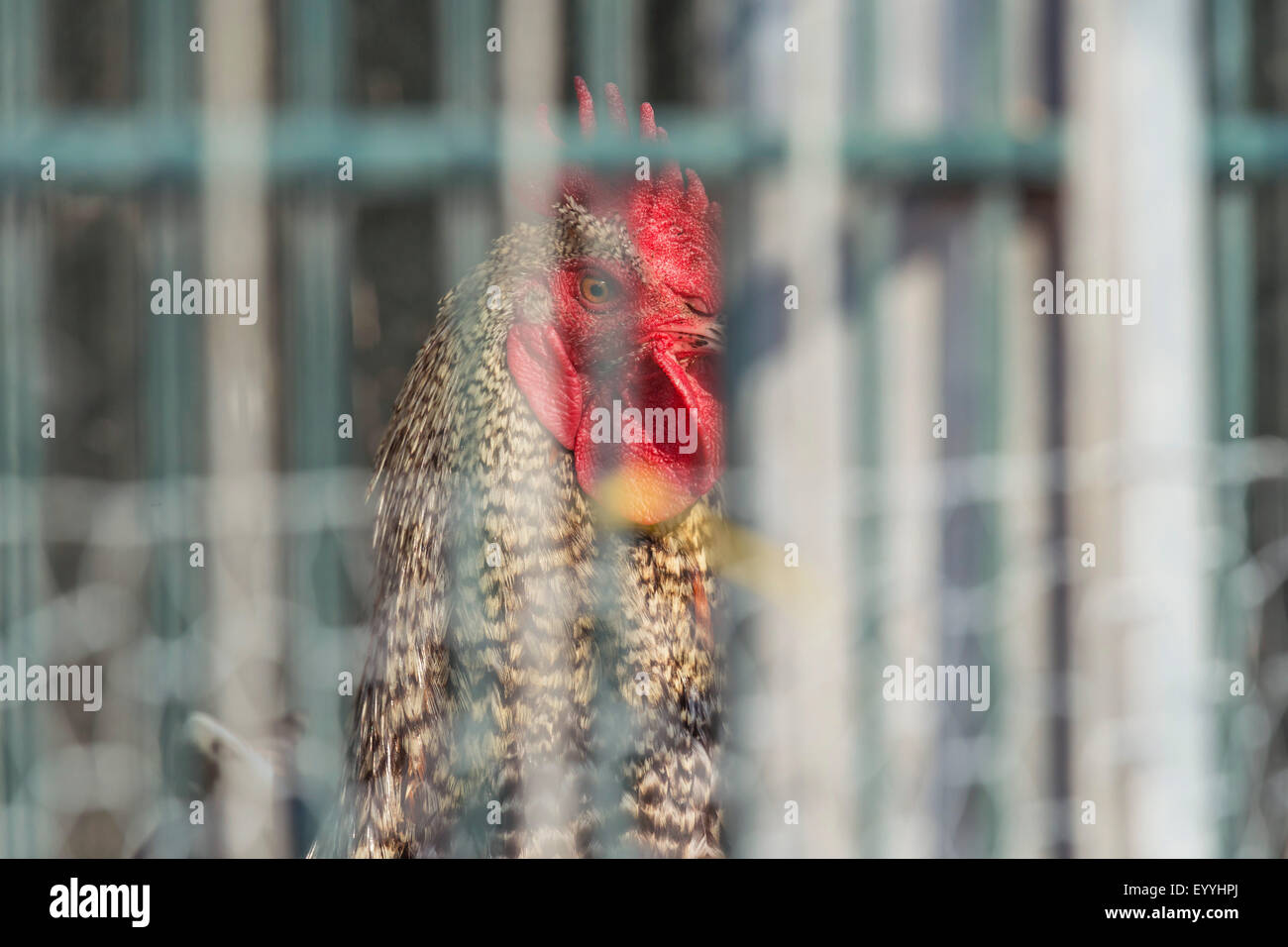 Confining hi-res stock photography and images - Alamy