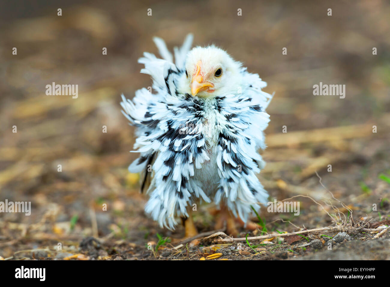 bantam (Gallus gallus f. domestica), curled chabo standing on the ...