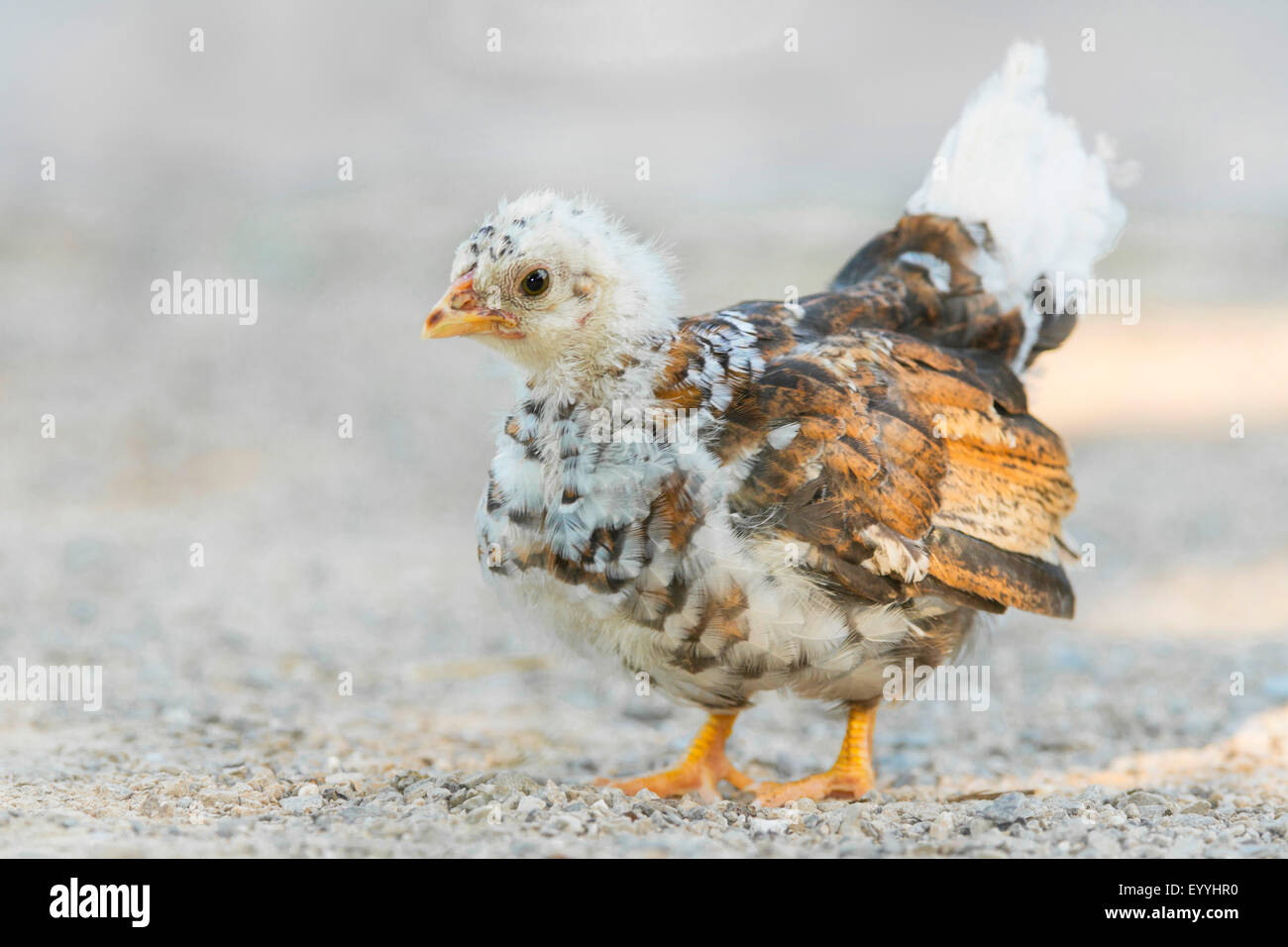 bantam (Gallus gallus f. domestica), chabo standing on the ground ...