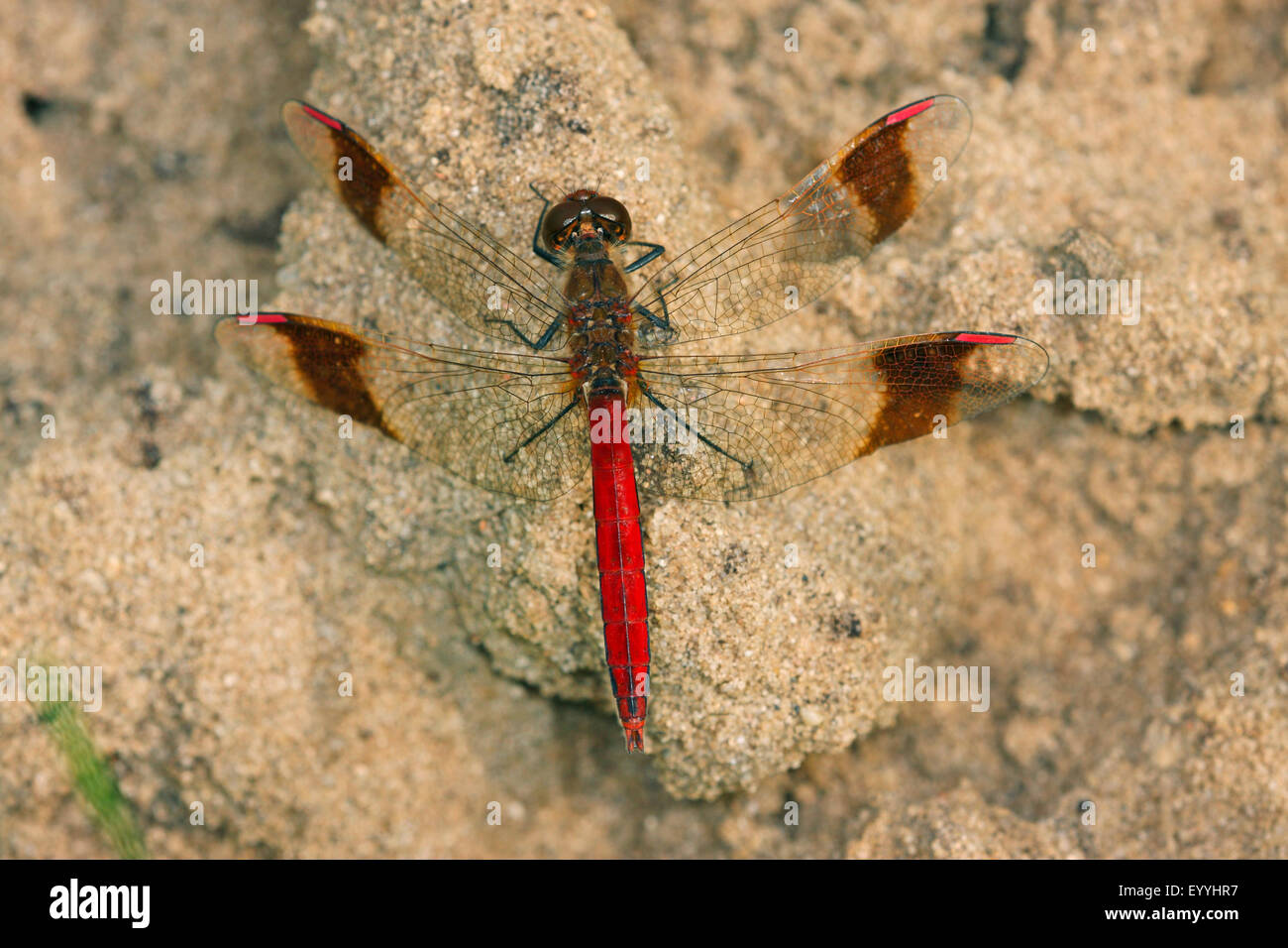 Sympetrum species hi-res stock photography and images - Alamy