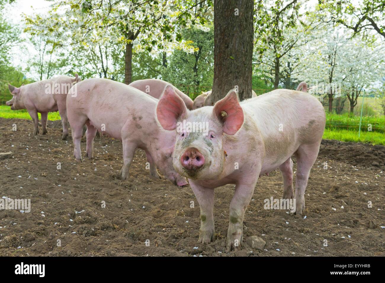 domestic pig (Sus scrofa f. domestica), domestic pigs in an outdoor ...