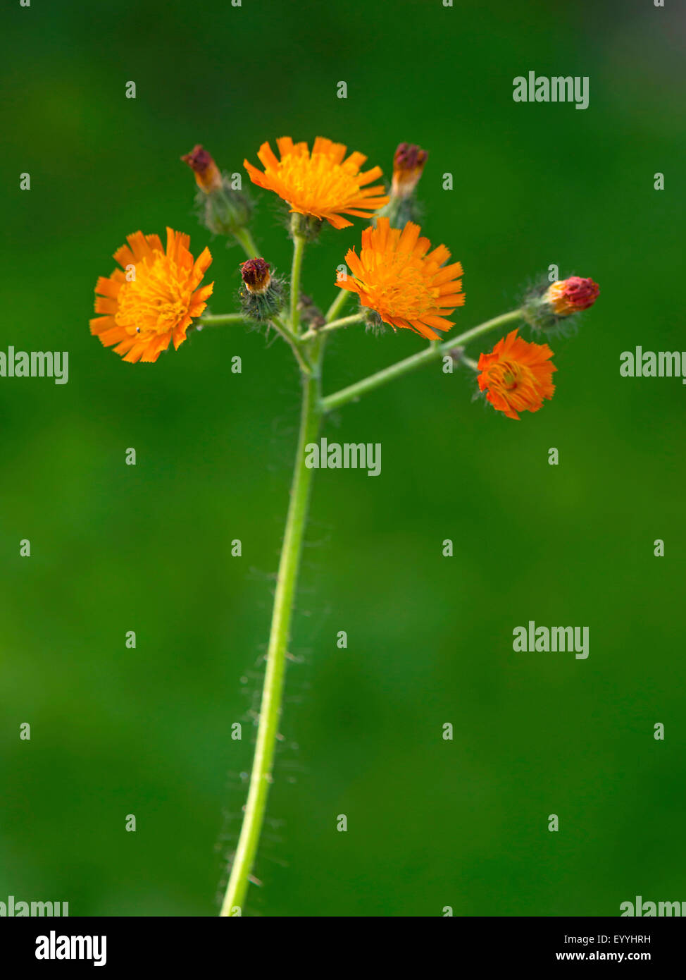 Grim flowers hi-res stock photography and images - Alamy