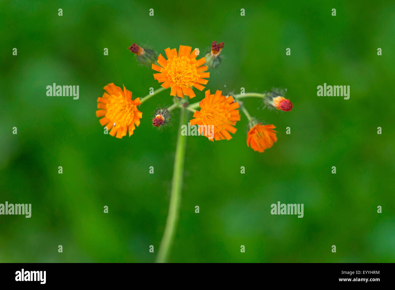 Grim flowers hi-res stock photography and images - Alamy