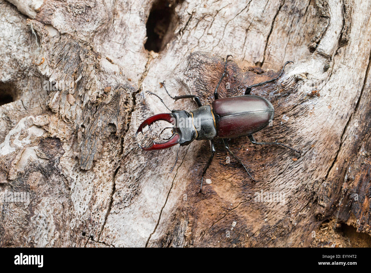 stag beetle, European stag beetle (Lucanus cervus), male , Germany ...