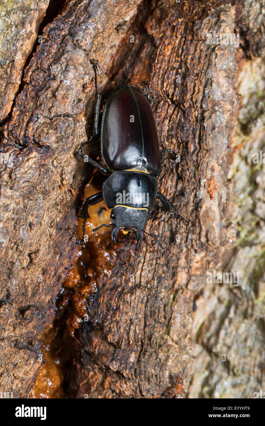 stag beetle, European stag beetle (Lucanus cervus), female licks sap ...