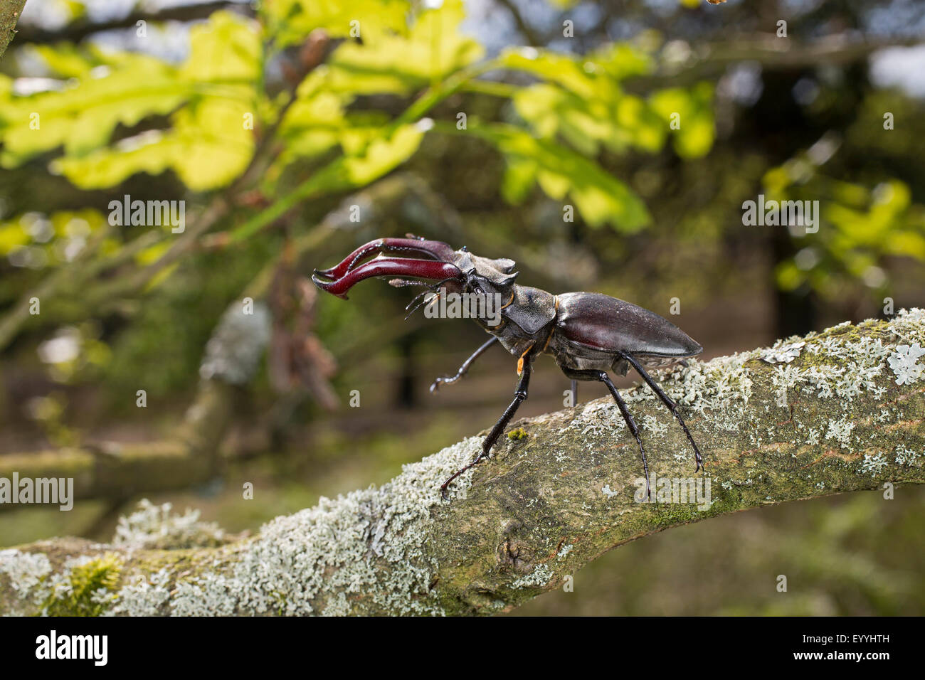 stag beetle, European stag beetle (Lucanus cervus), male with ...