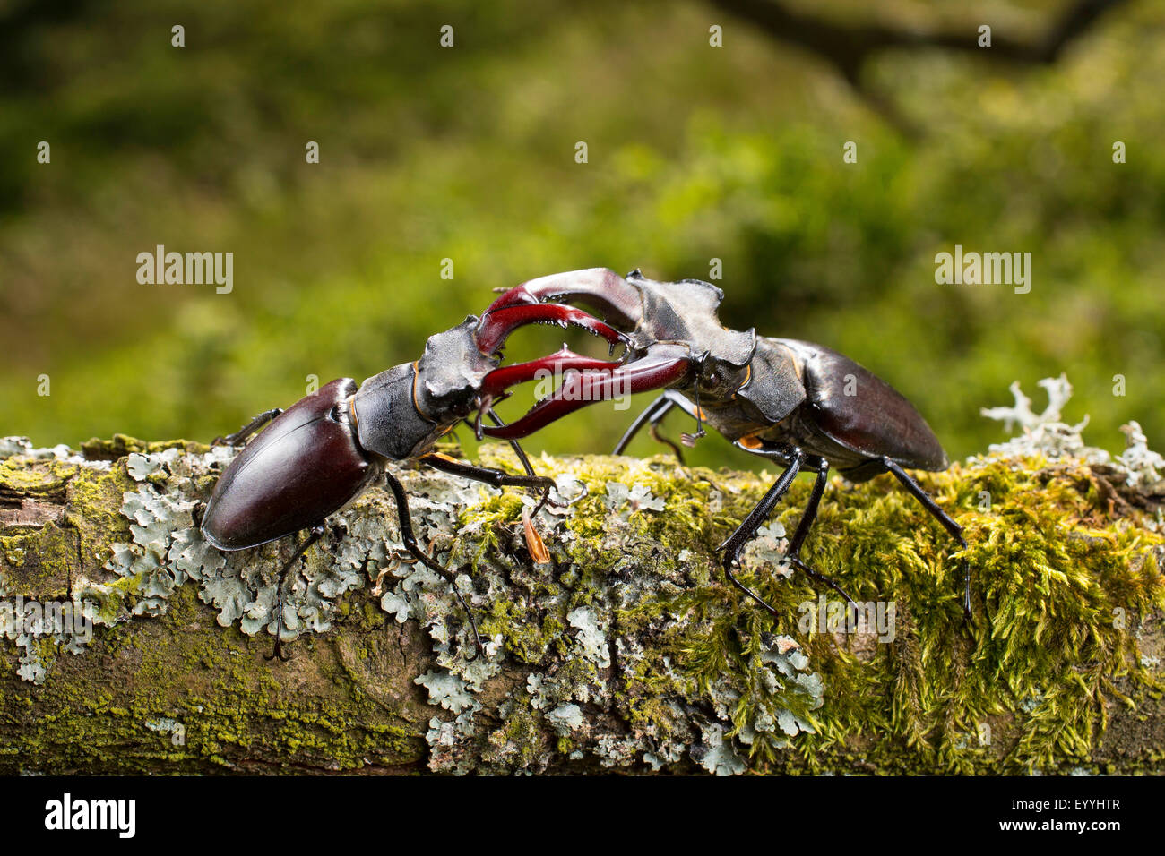 stag beetle, European stag beetle (Lucanus cervus), fighting males ...