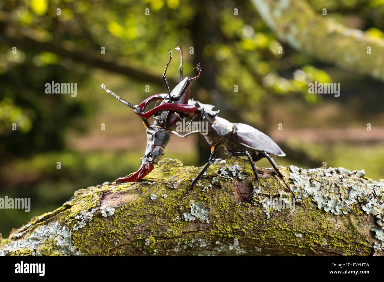 stag beetle, European stag beetle (Lucanus cervus), fighting males ...