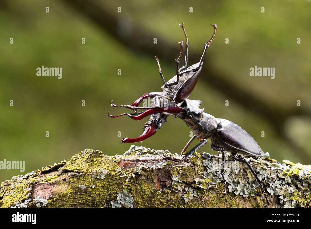 stag beetle, European stag beetle (Lucanus cervus), fighting males ...