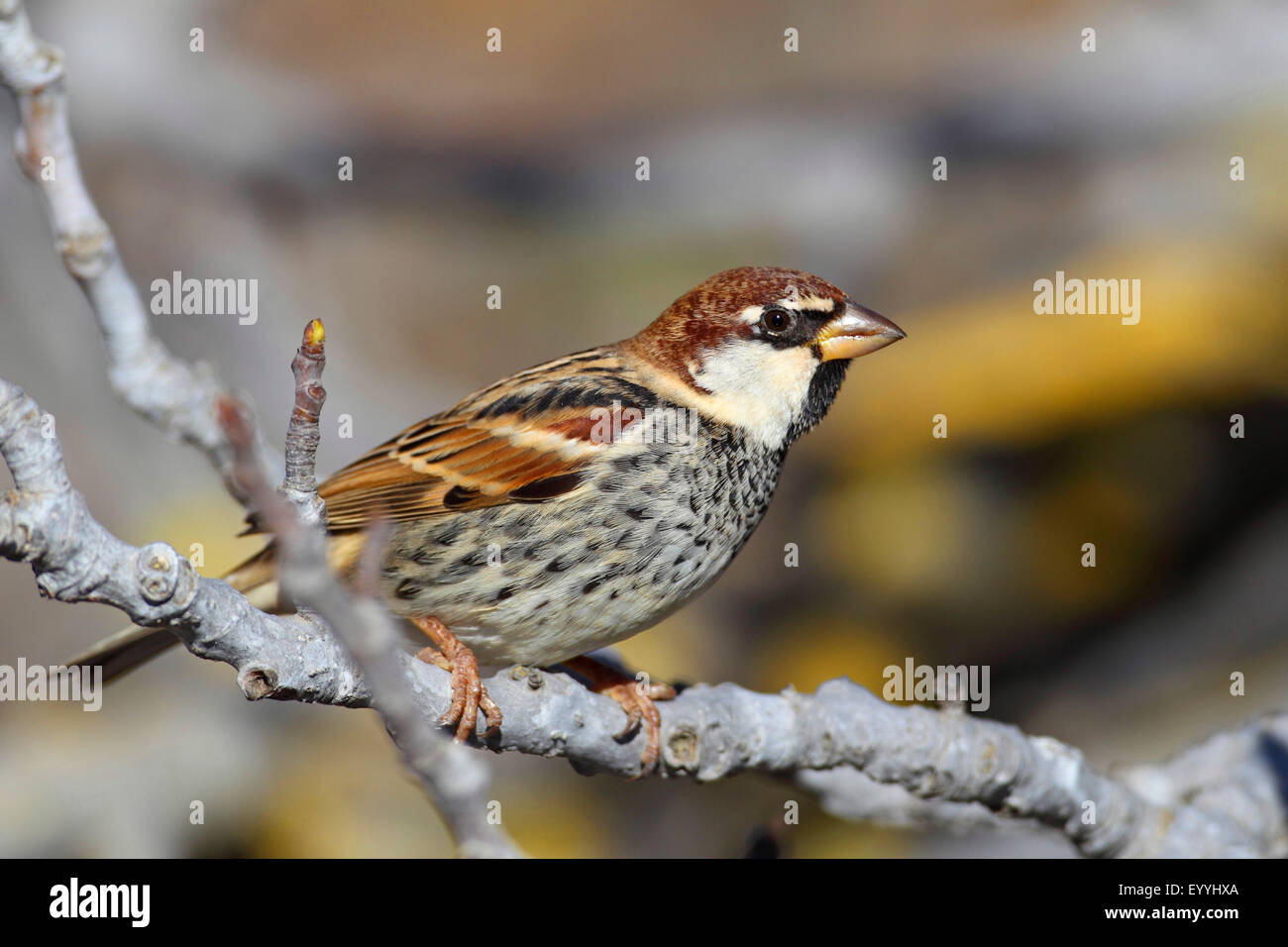 Spanish sparrow (Passer hispaniolensis), male sitting on a twig in a ...