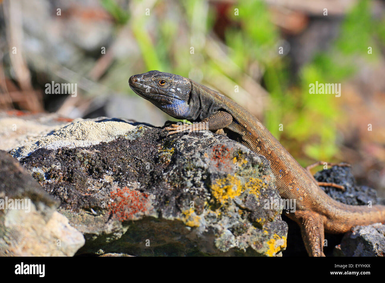 Western Canary Island Lizard (Gallotia galloti palmae), male lying on a ...