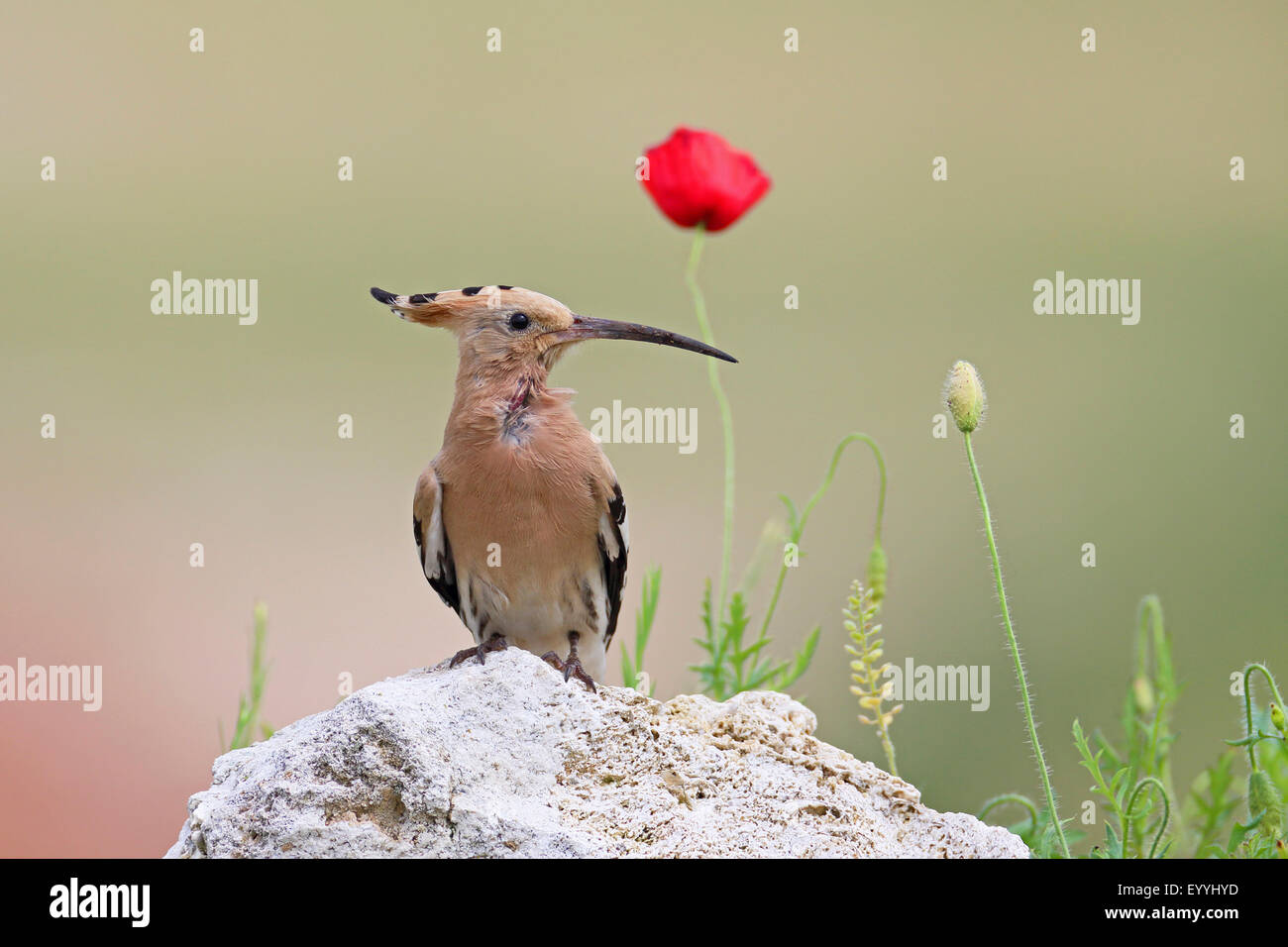 Plant before bloom hi-res stock photography and images - Alamy