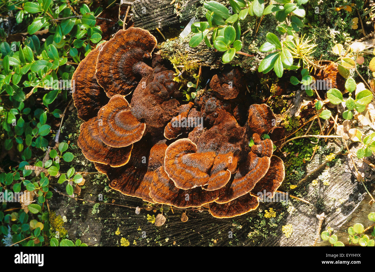 Benzoin bracket (Ischnoderma benzoinum, Lasiochlaena benzoina ...