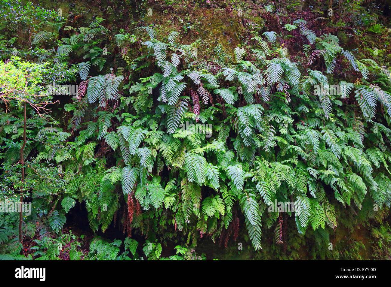 Woodwardia radicans hi-res stock photography and images - Alamy
