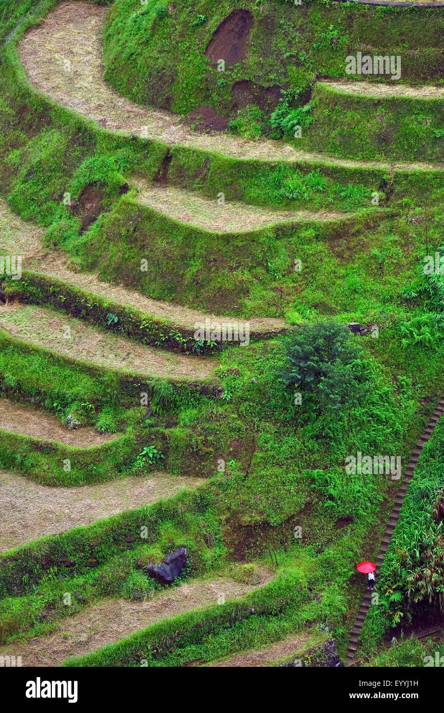 Batad Rice Terraces, Philippines, Luzon, Batad Stock Photo - Alamy