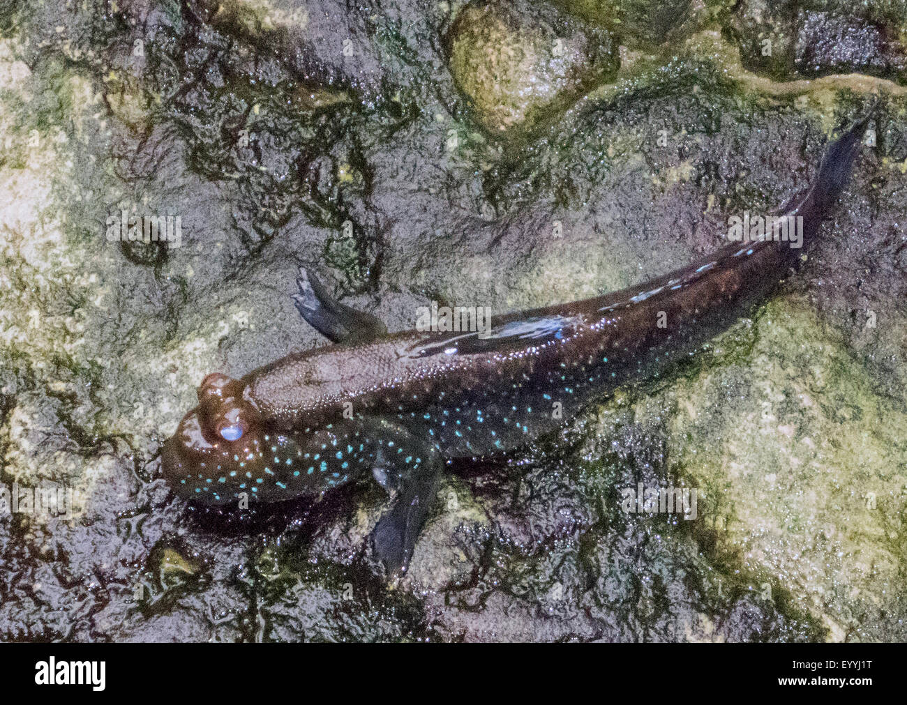 Dwarf Indian Mudskipper (Periophthalmus novemradiatus ), on a stone ...
