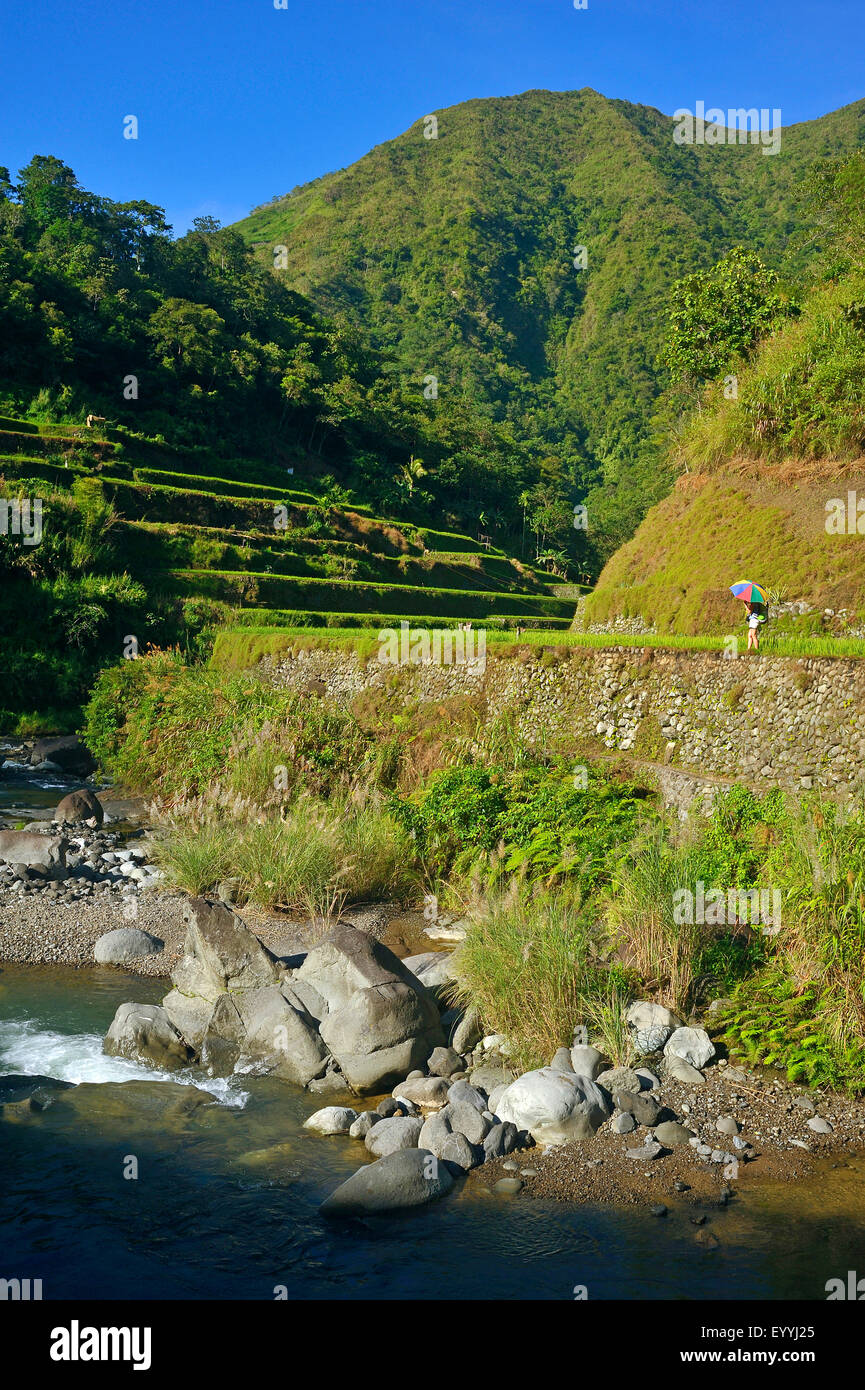 Philippine rice field hi-res stock photography and images - Alamy