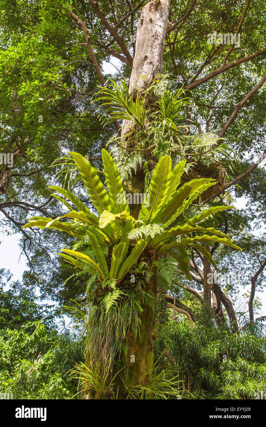 bird's nest fern (Asplenium nidus), at a tree trunk, Singapore Stock ...