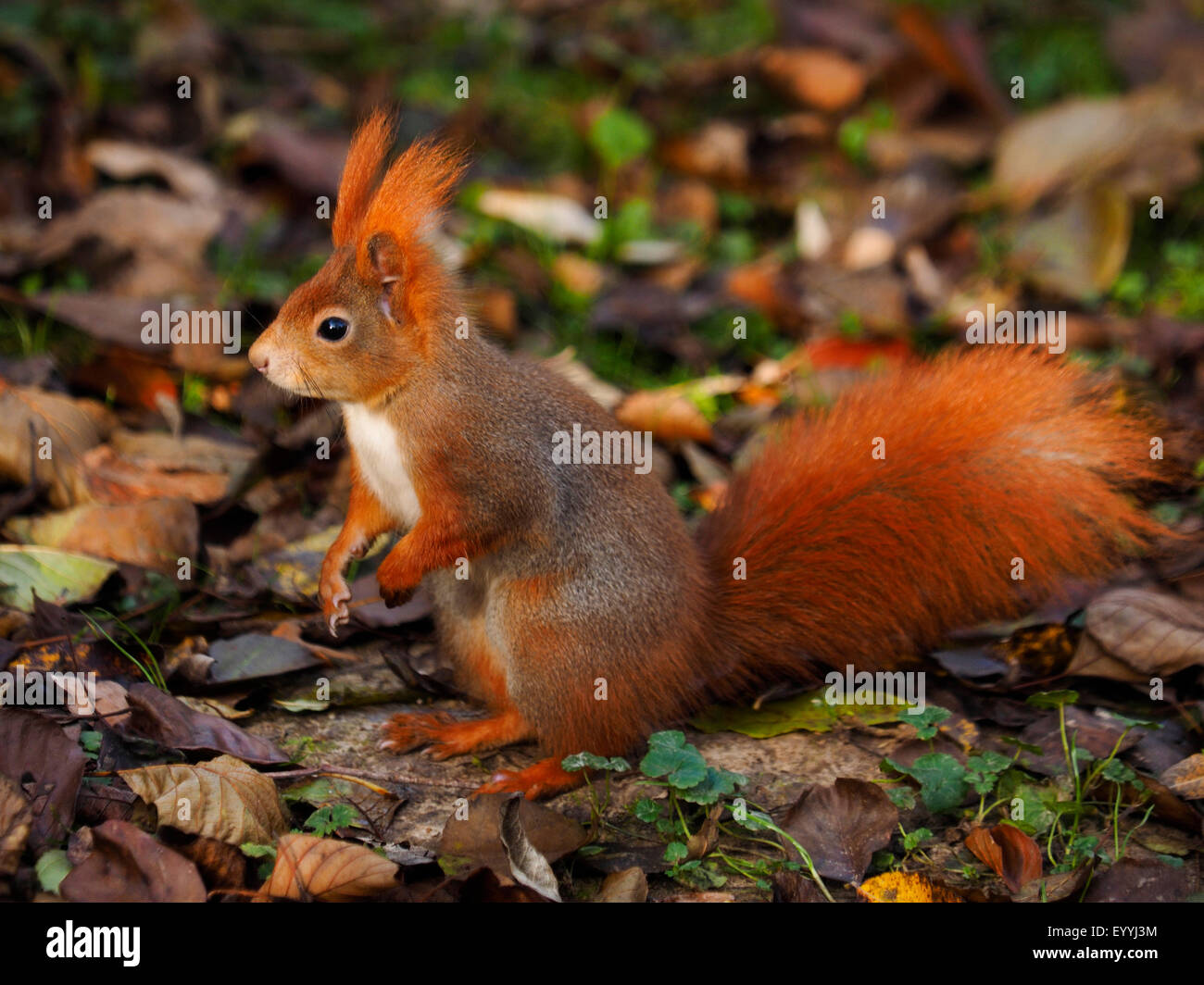 European red squirrel, Eurasian red squirrel (Sciurus vulgaris), red ...