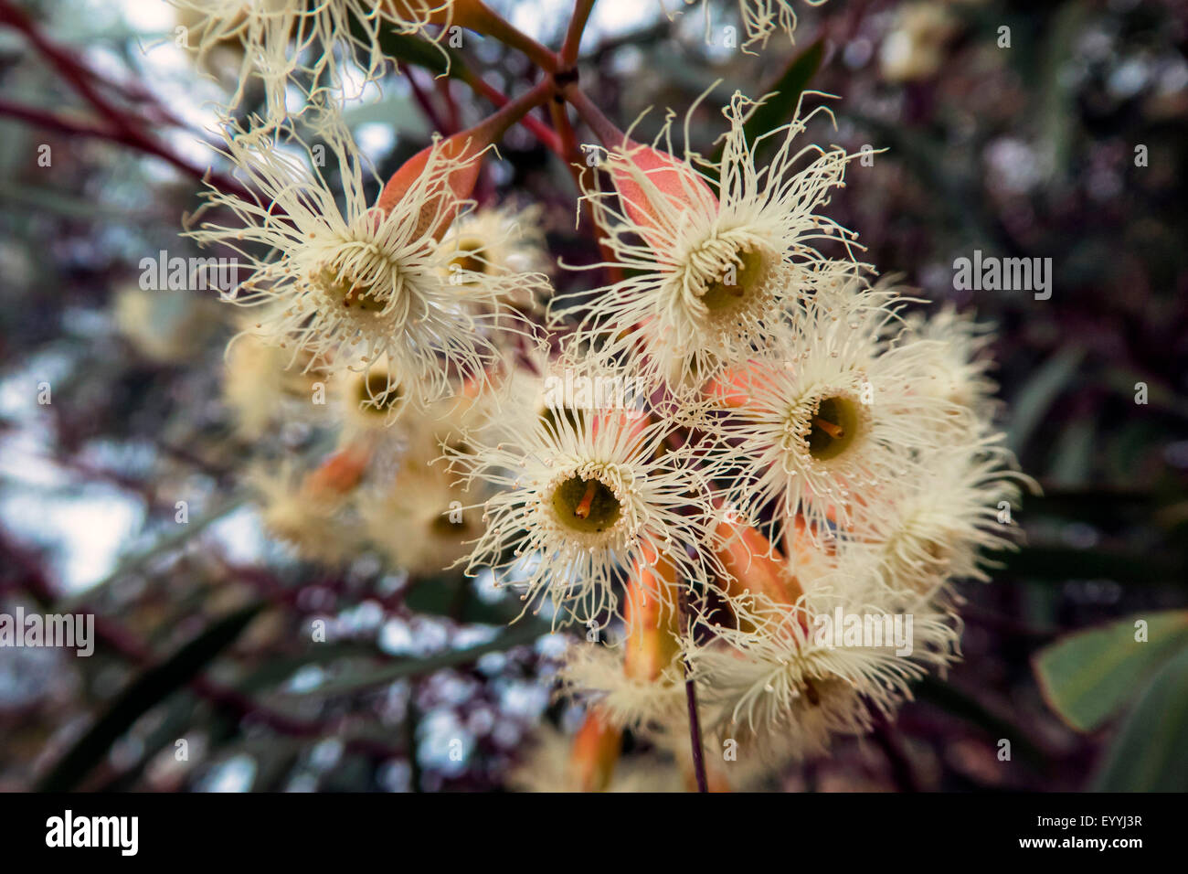 Types Of Gum Trees In Western Australia at Randi Mallon blog