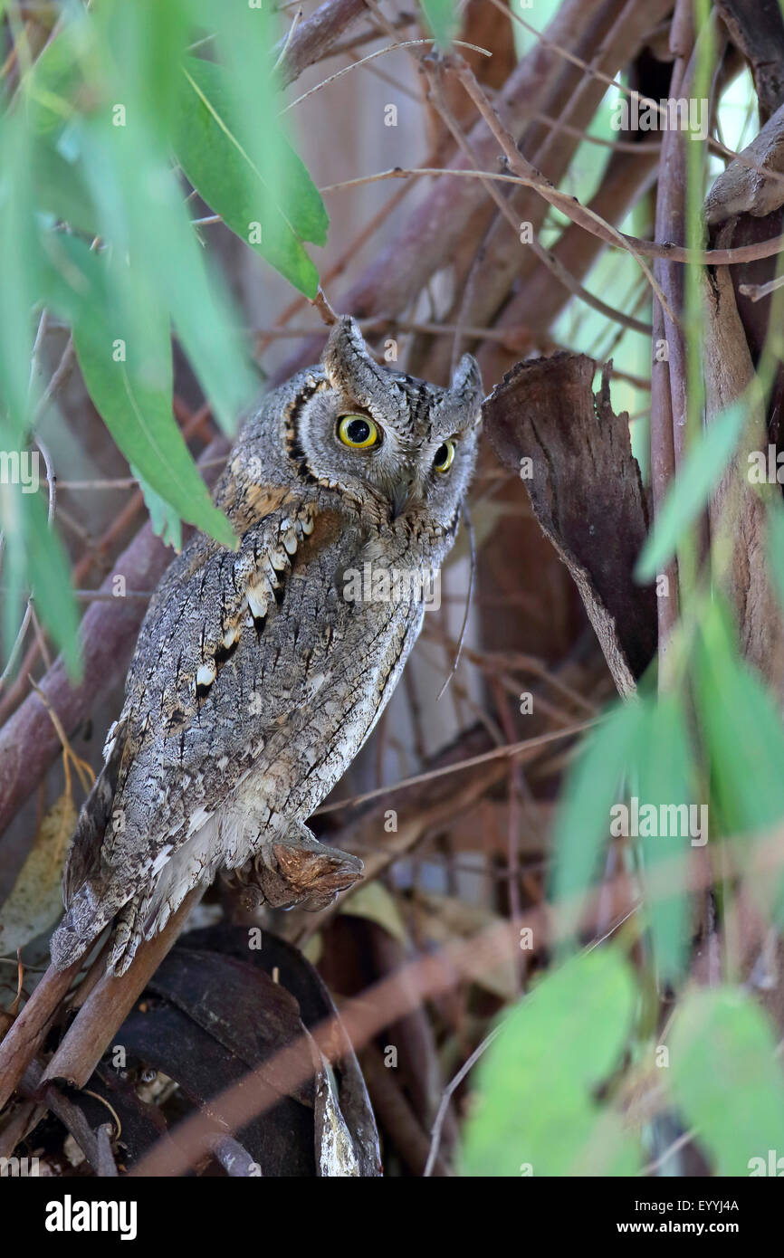 Eurasian scops owl (Otus scops), sitting with open eyes in an ...