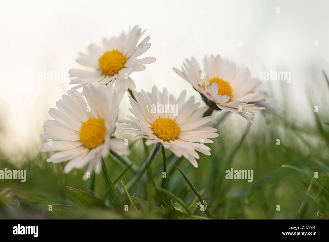 common daisy, lawn daisy, English daisy (Bellis perennis), four daisies ...