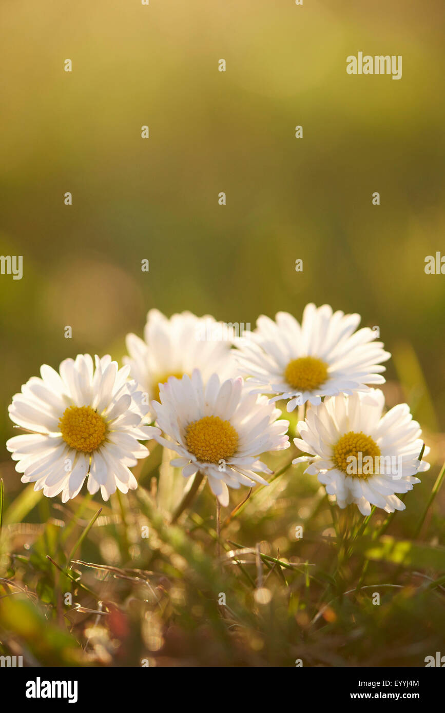common daisy, lawn daisy, English daisy (Bellis perennis), five daisies ...
