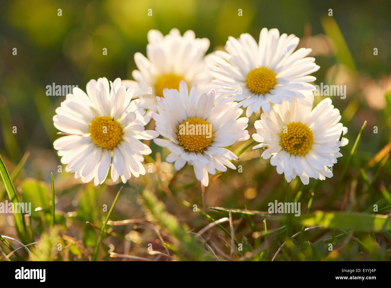 common daisy, lawn daisy, English daisy (Bellis perennis), five daisies ...