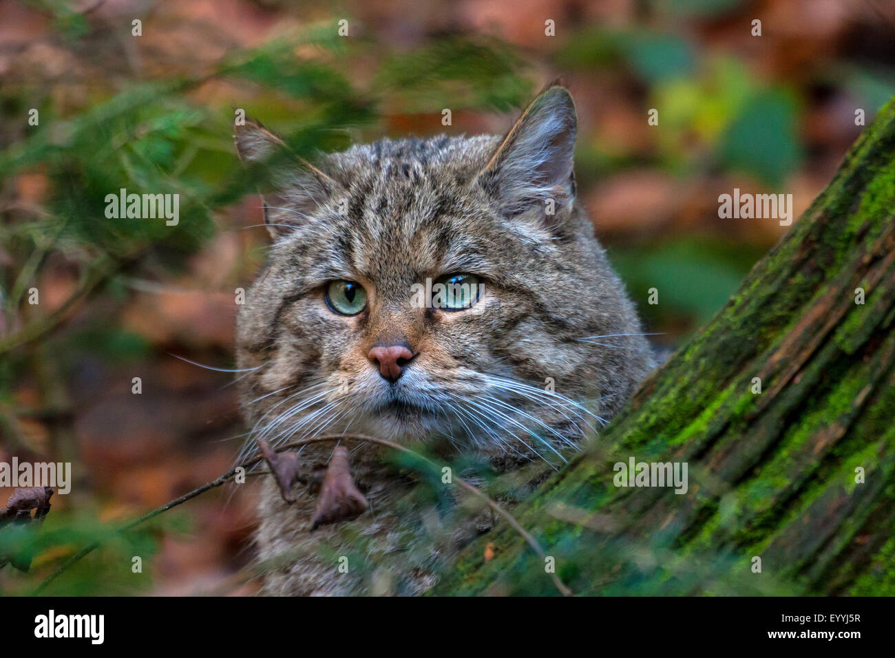 European wildcat, forest wildcat (Felis silvestris silvestris), peering ...