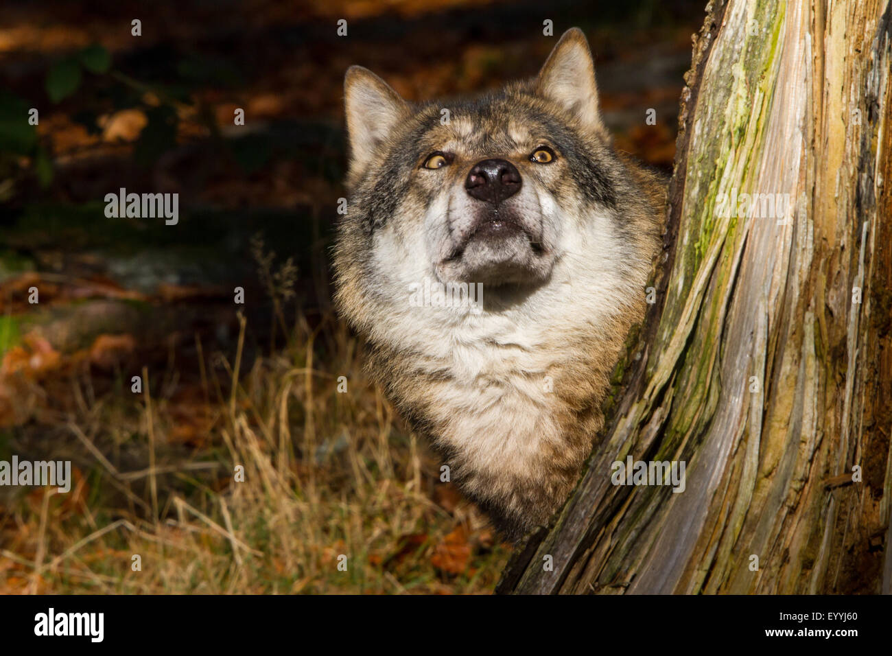 European gray wolf (Canis lupus lupus), looking out from behind a tree ...