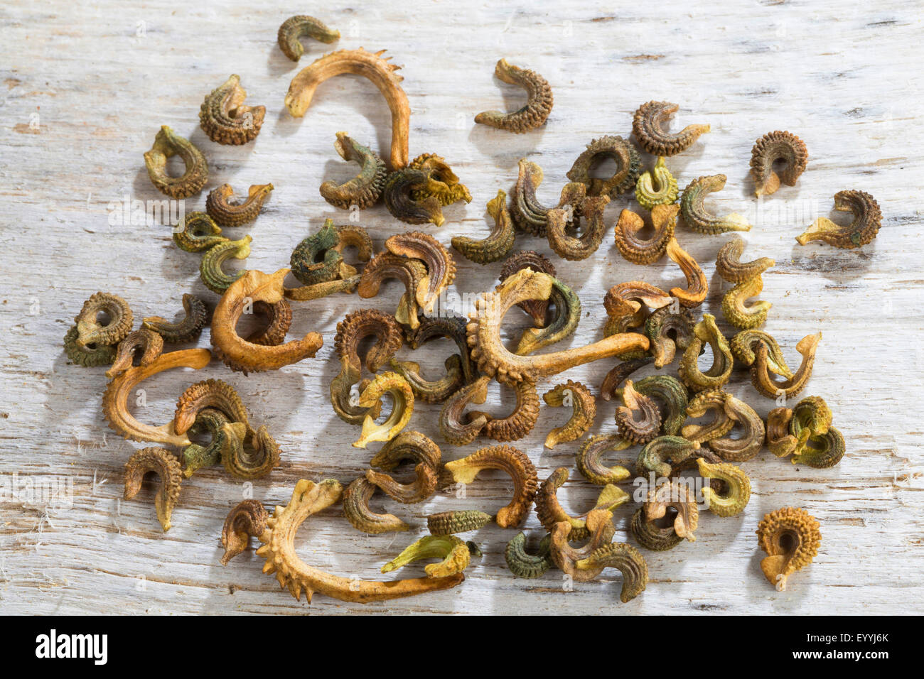 garden-pot marigold (Calendula officinalis), fruits Stock Photo - Alamy