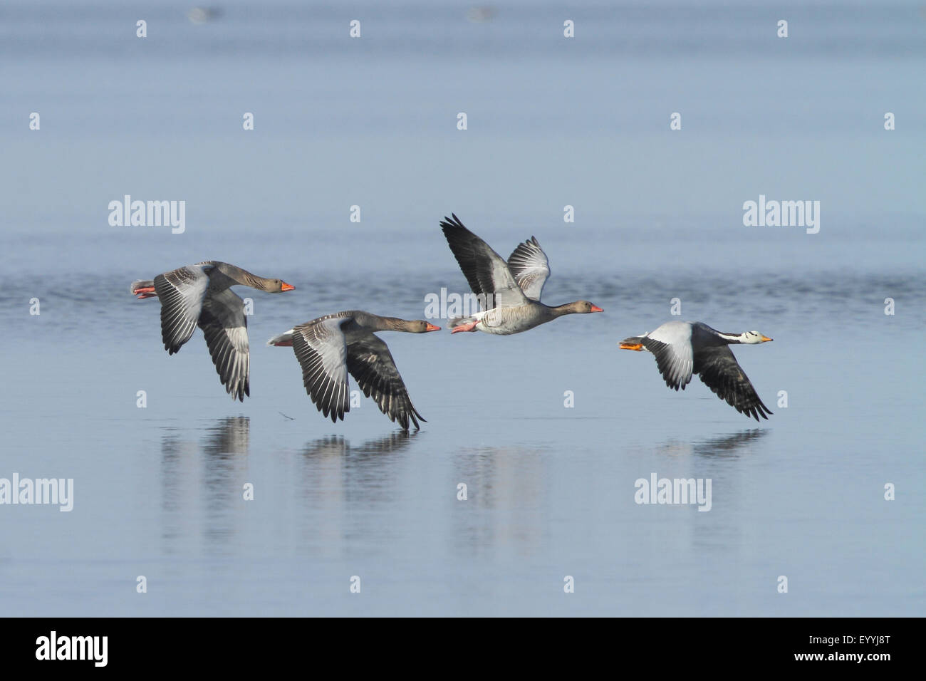 Bar headed goose flight hi-res stock photography and images - Alamy