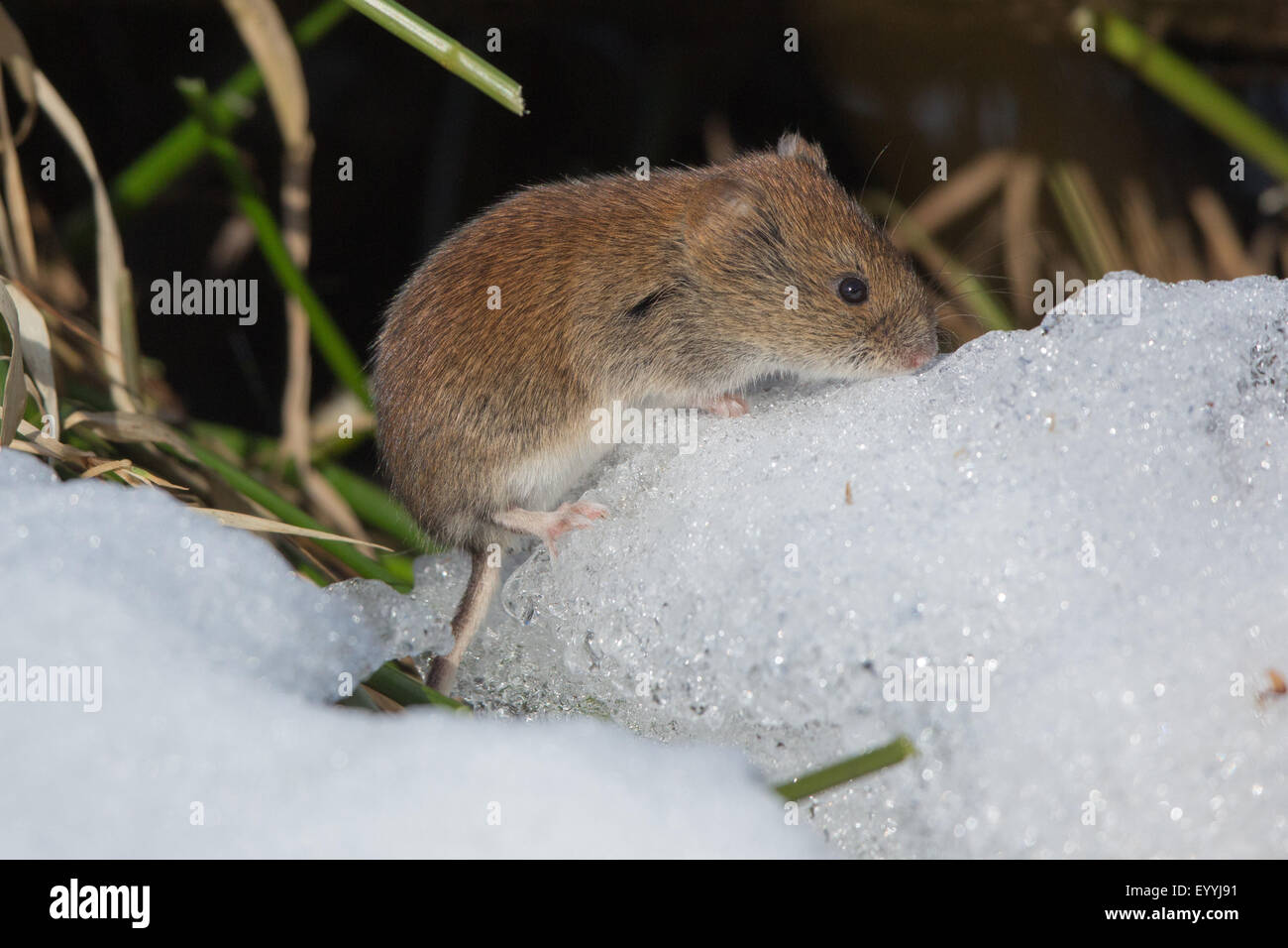 Red backed mice hi-res stock photography and images - Alamy