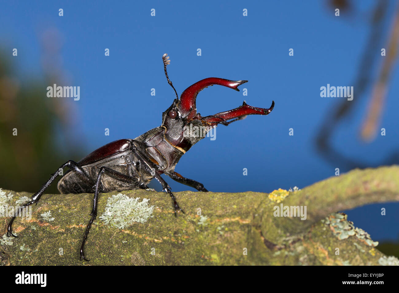 stag beetle, European stag beetle (Lucanus cervus), male, Germany Stock ...