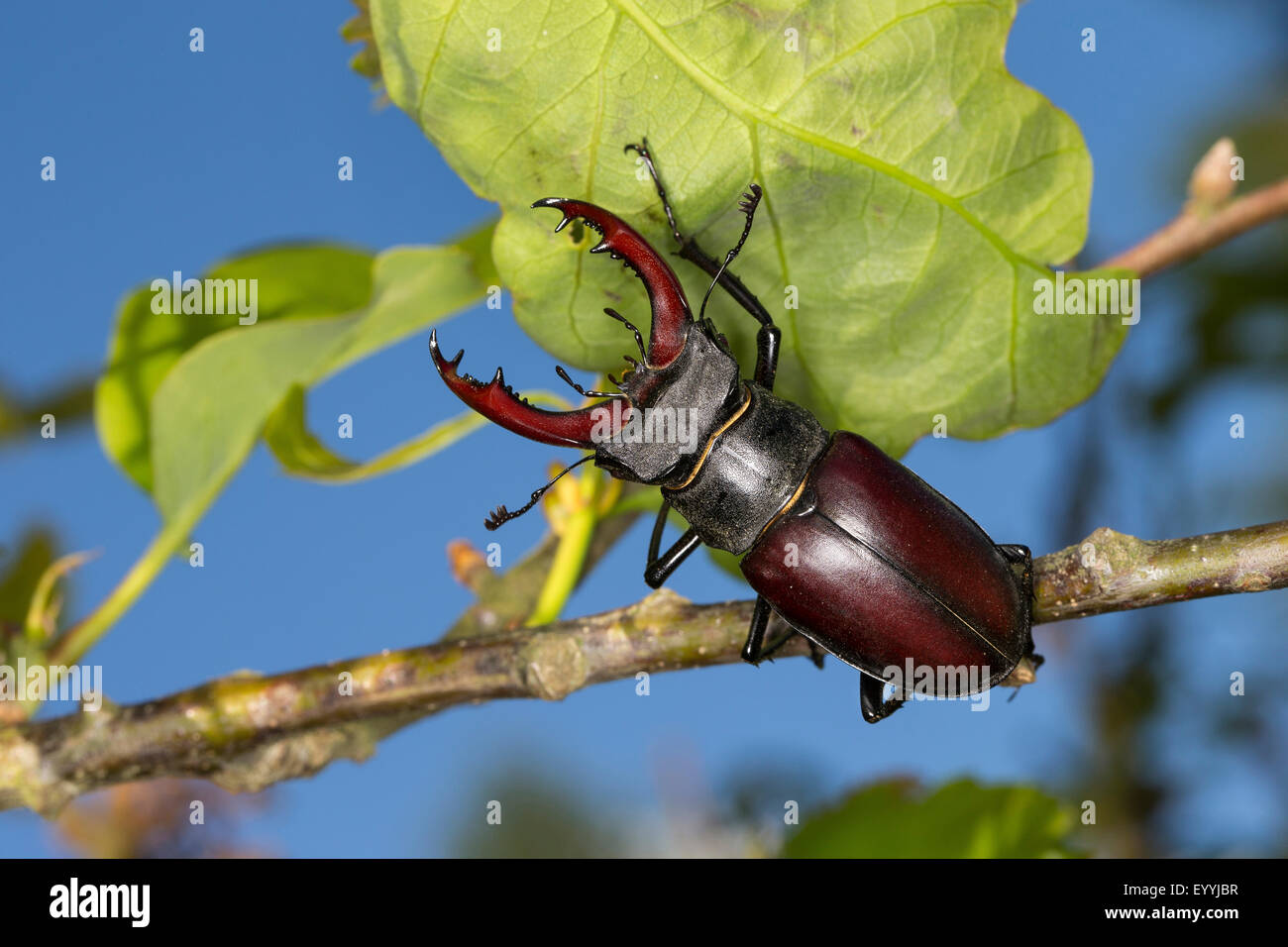 stag beetle, European stag beetle (Lucanus cervus), male, Germany Stock ...
