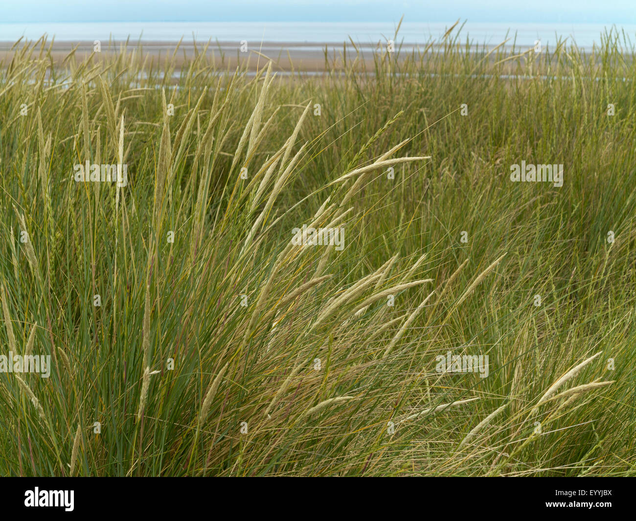 Grasses on sandy beach hi-res stock photography and images - Alamy