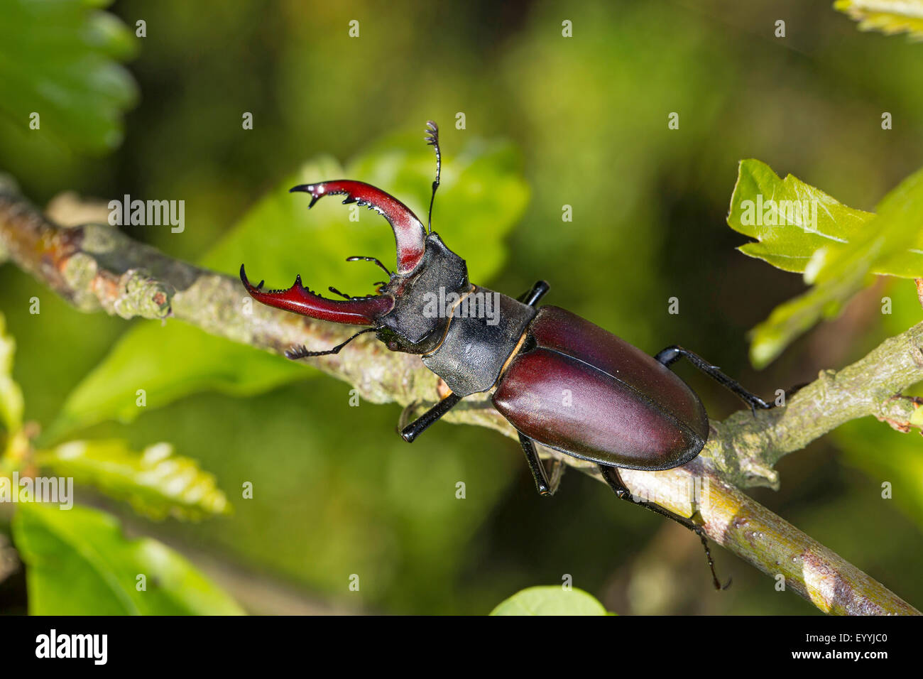 stag beetle, European stag beetle (Lucanus cervus), male, Germany Stock ...