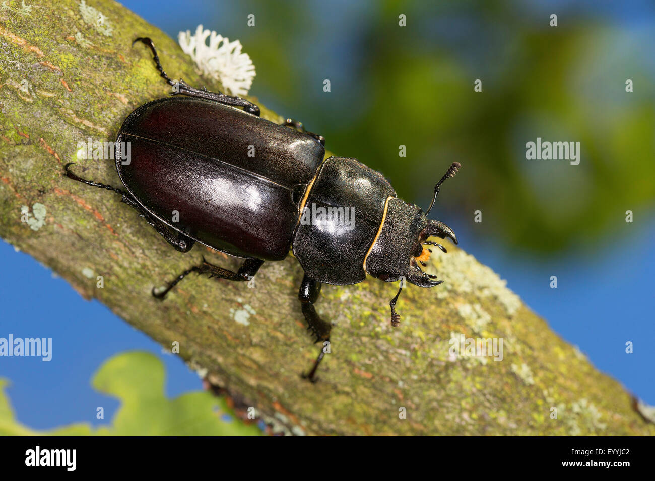 stag beetle, European stag beetle (Lucanus cervus), female, Germany ...