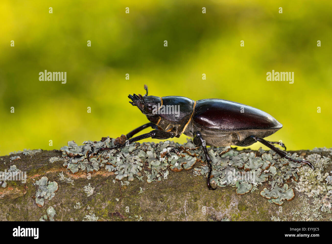 stag beetle, European stag beetle (Lucanus cervus), female, Germany ...